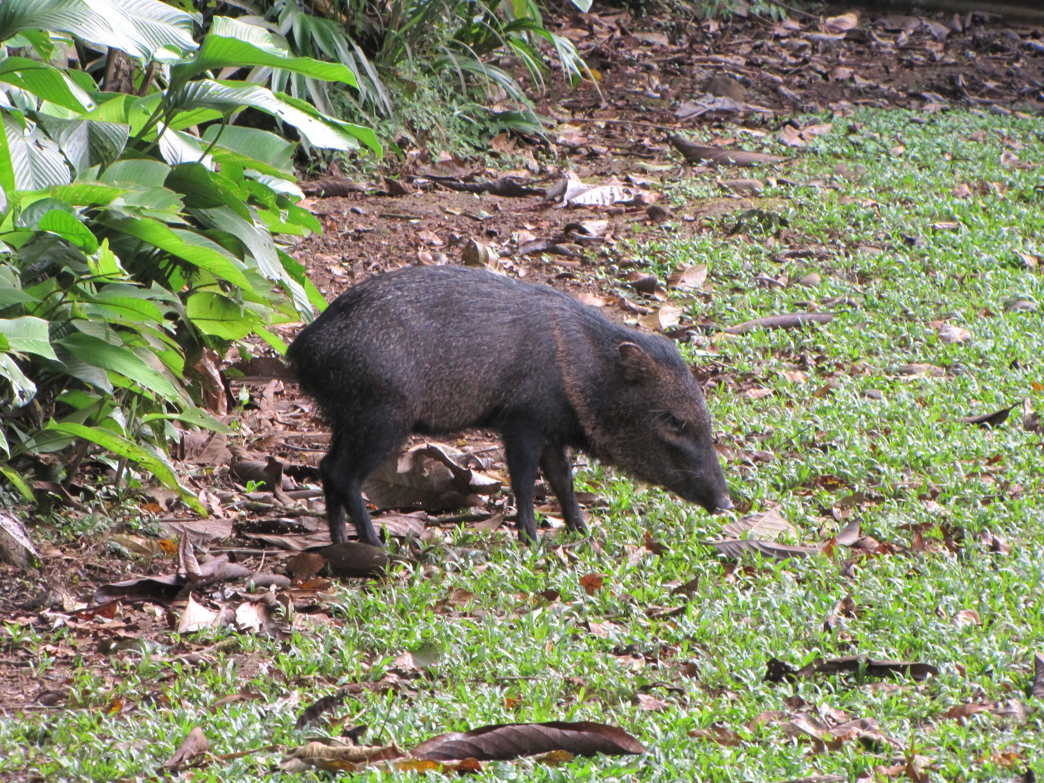 UNA Comunica - Saínos son clave en regeneración de bosques